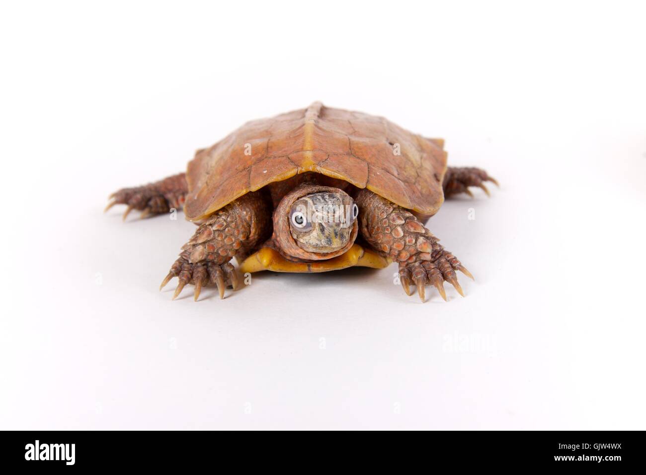 Pip hi-res stock photography and images - Alamy