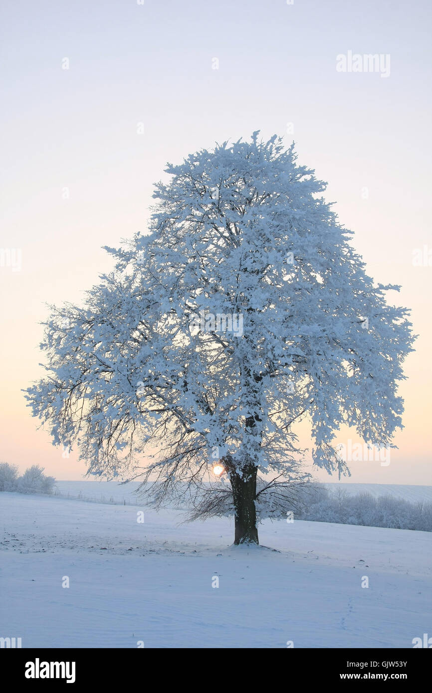 Lime tree winter hi-res stock photography and images - Alamy