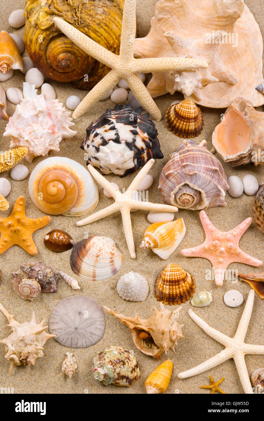 Marine shell border hi-res stock photography and images - Alamy