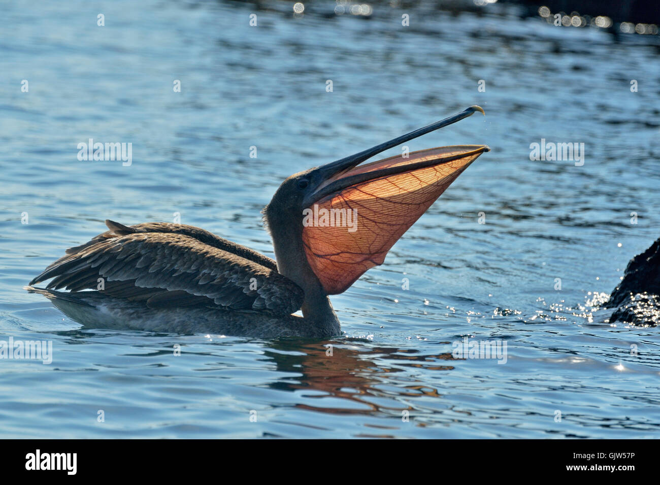 Brown Pelican (Pelecanus occidentalis) Fishing in shallow water ...