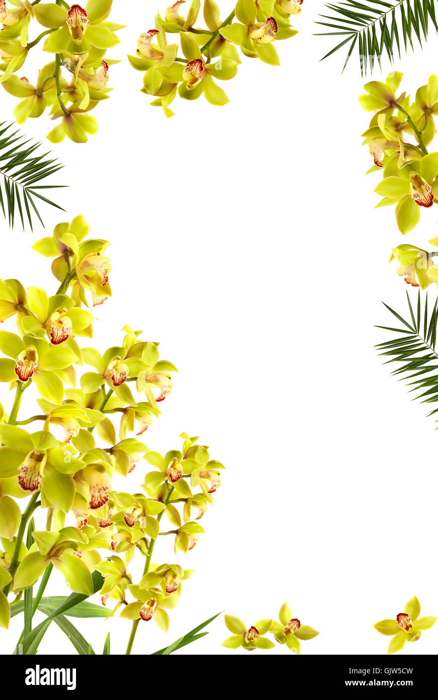 flower plant frame Stock Photo - Alamy