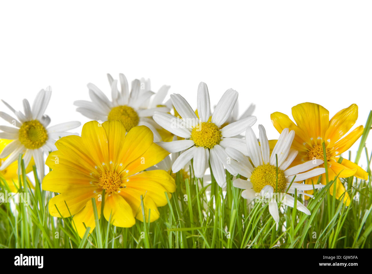 flower plant field Stock Photo - Alamy