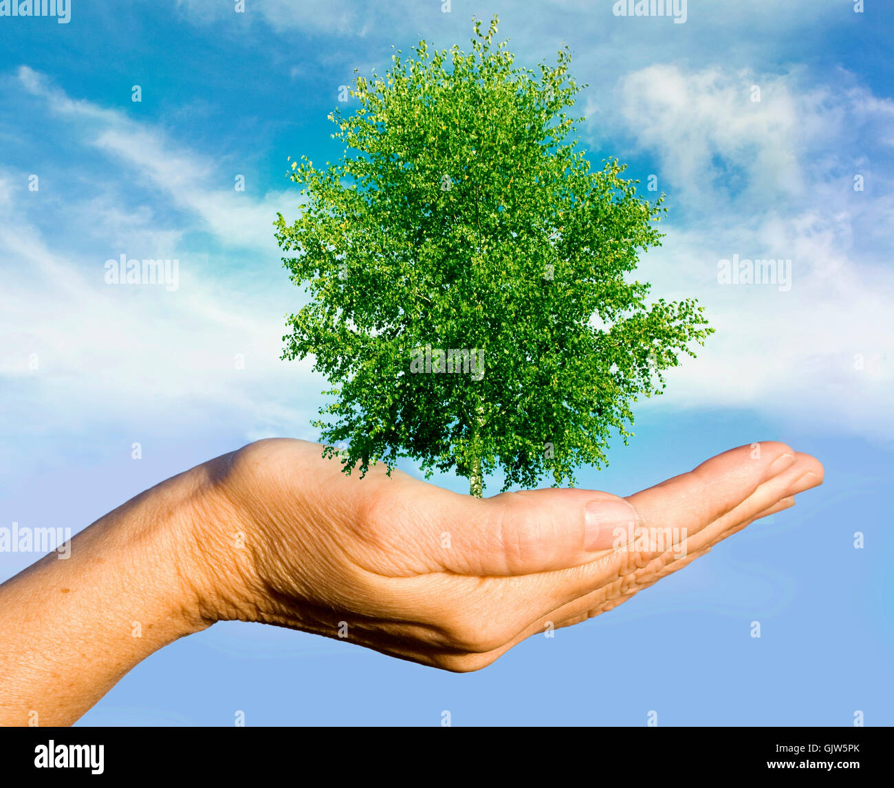 environment enviroment tree Stock Photo - Alamy