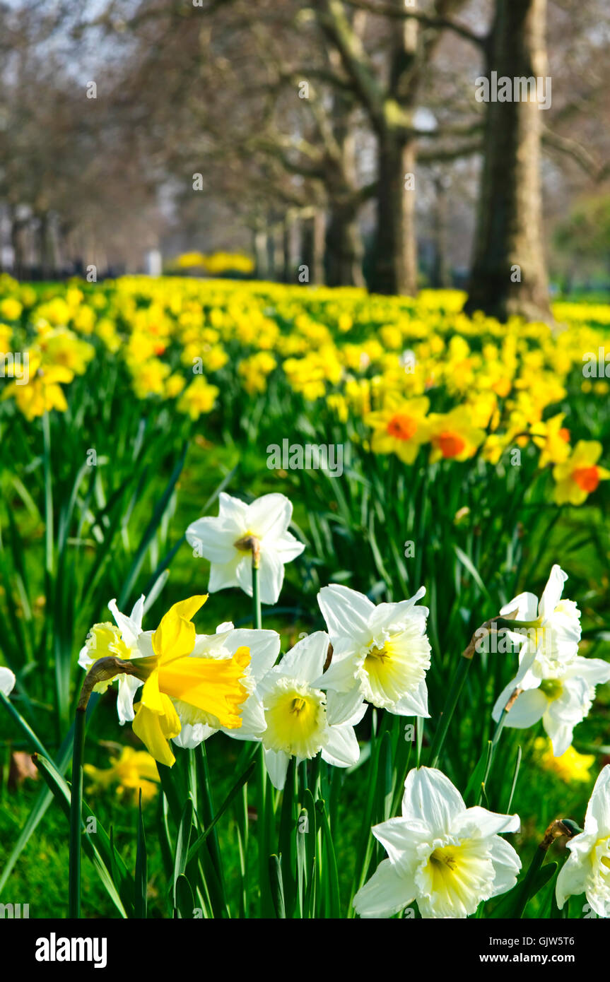 park flower flowers Stock Photo - Alamy