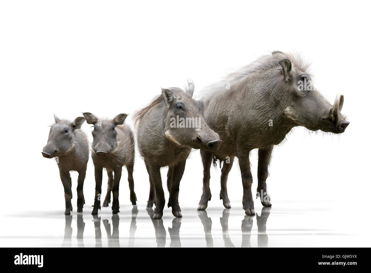 Warthogs piglet hi-res stock photography and images - Alamy