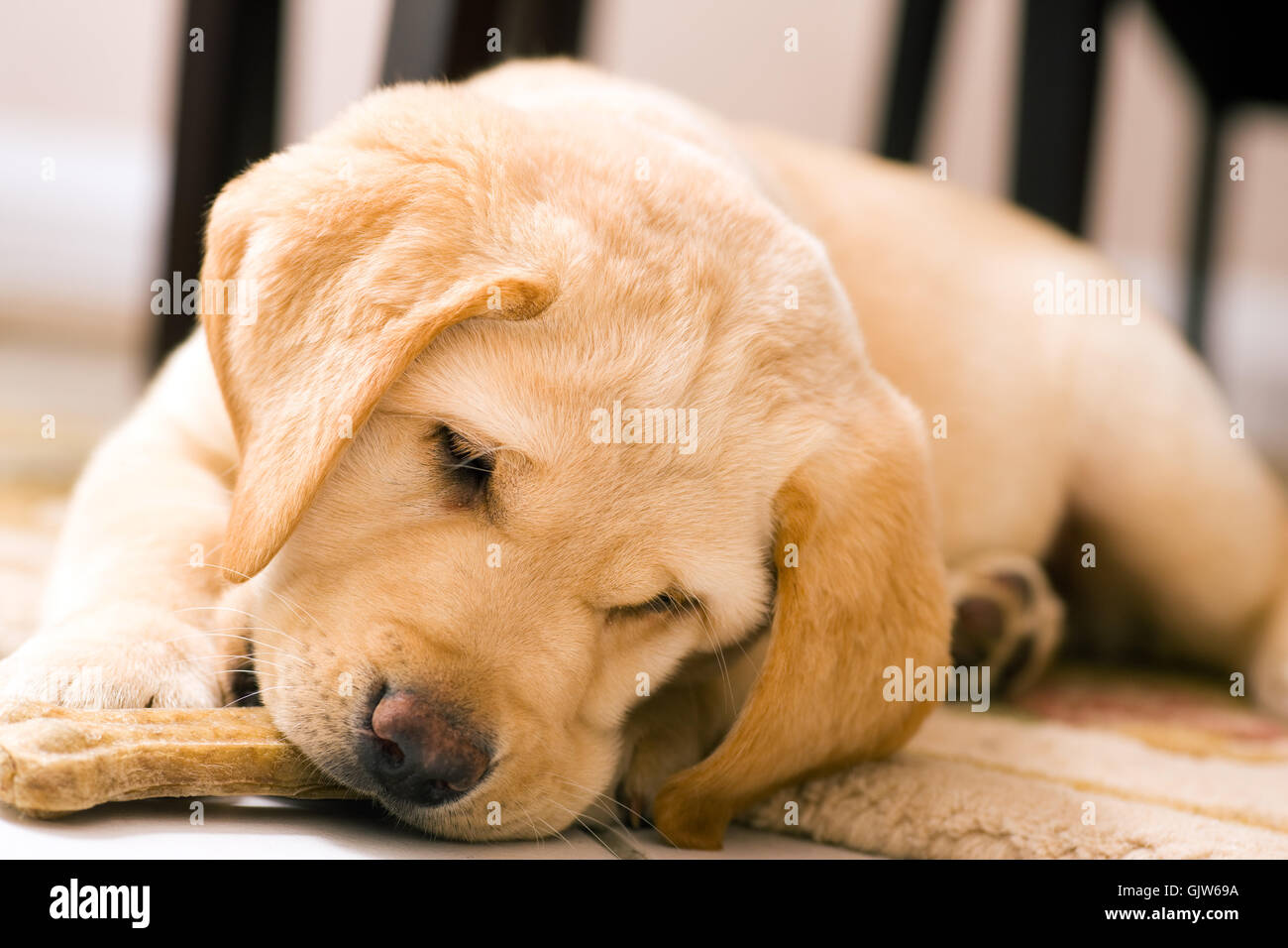 fodder dog puppy Stock Photo - Alamy