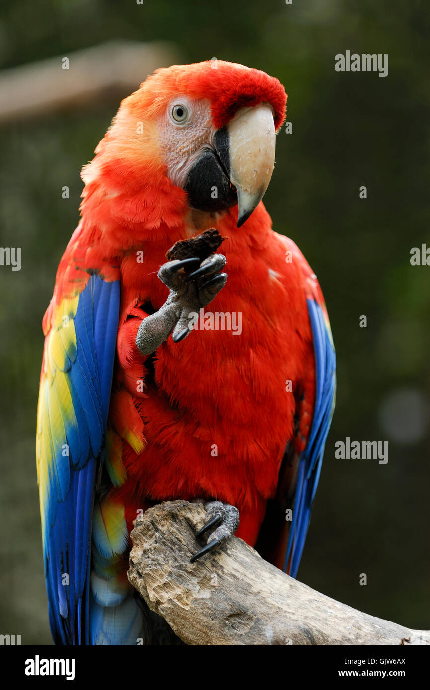 bird ara parot Stock Photo - Alamy