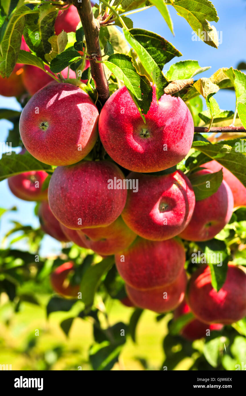Luminous harvest hi-res stock photography and images - Alamy