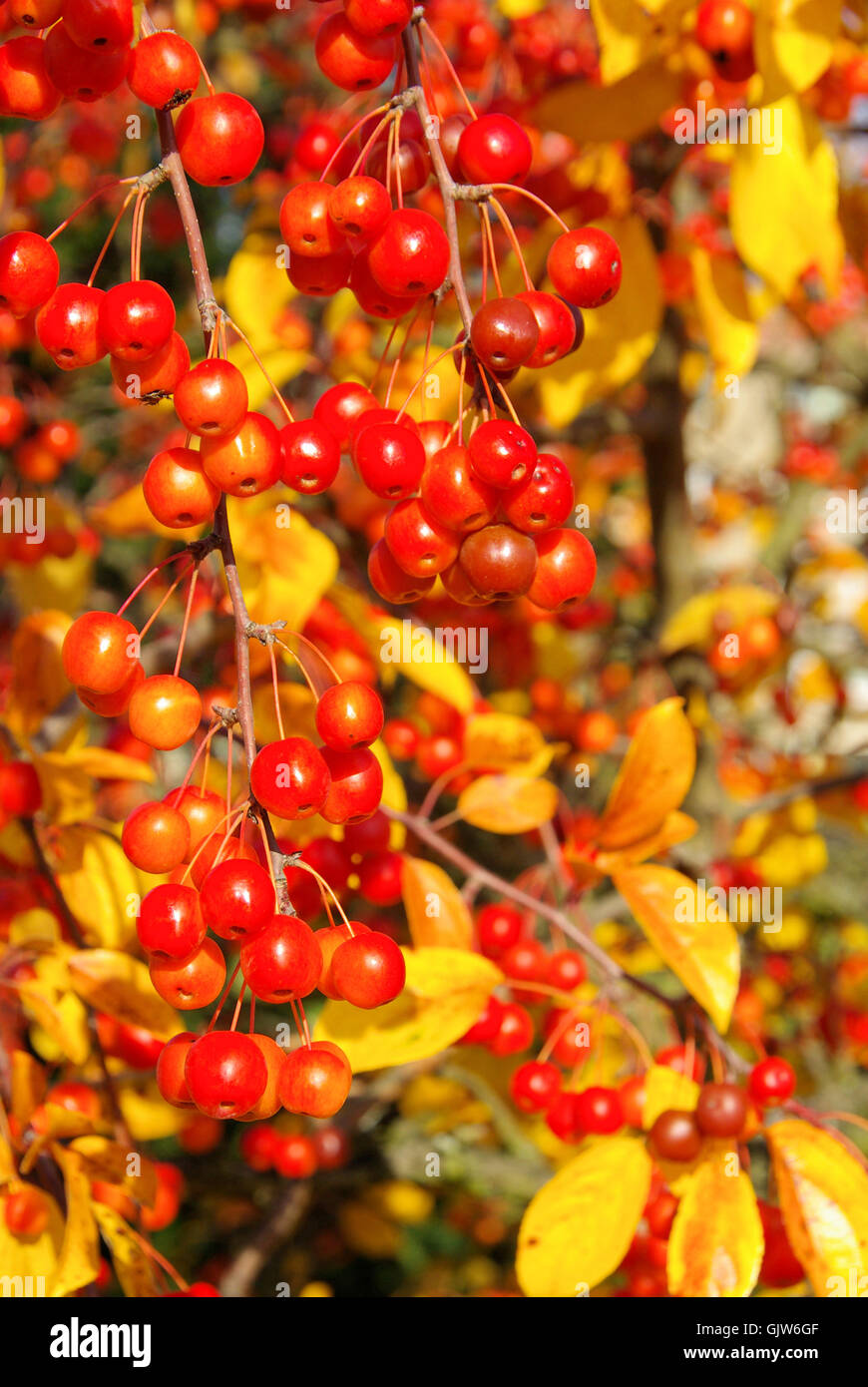 Cherry tree in autumn colours hi-res stock photography and images - Alamy
