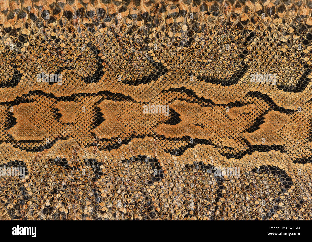 Snakeskin background hi-res stock photography and images - Alamy
