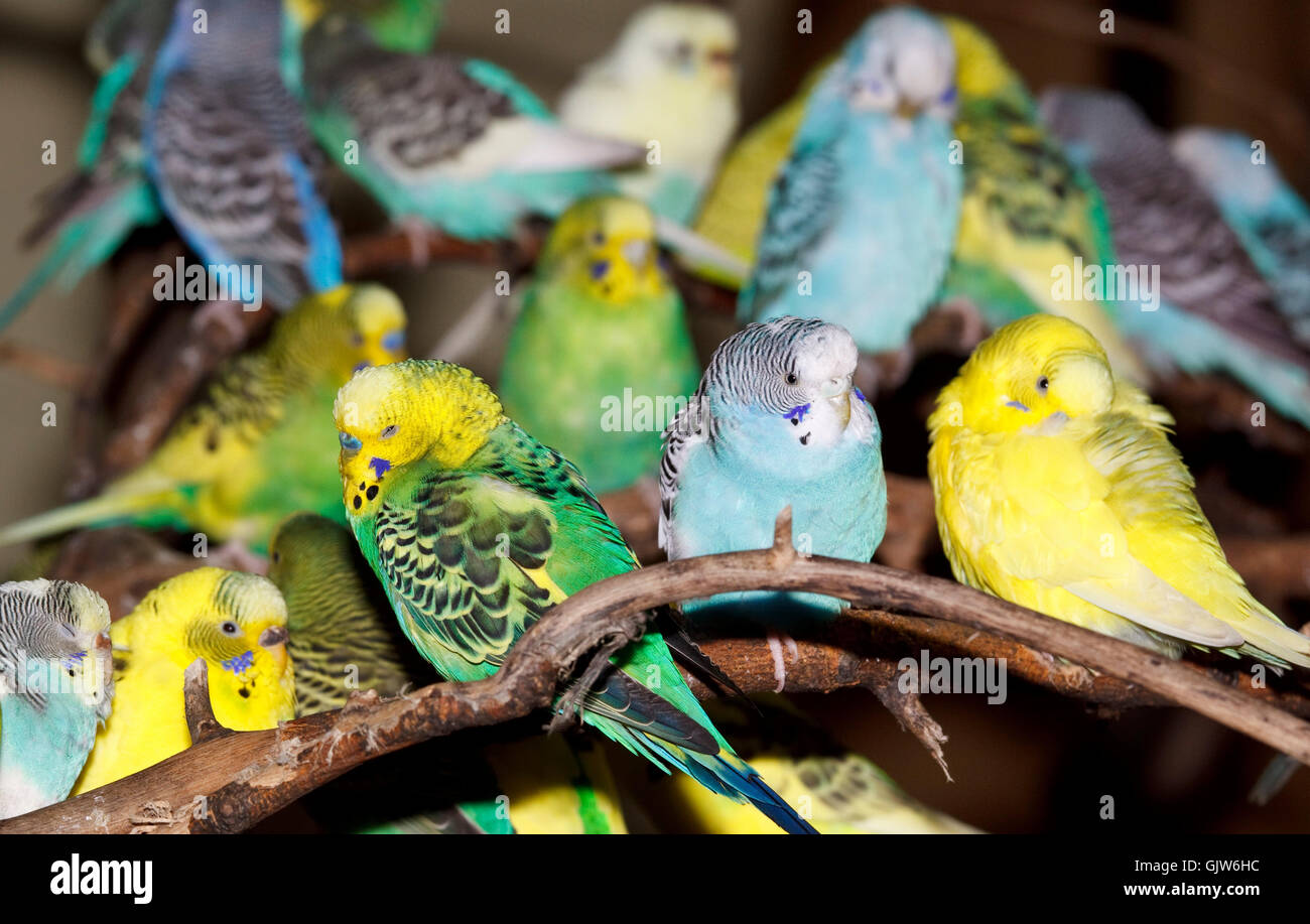 Birds aviary hi-res stock photography and images - Alamy
