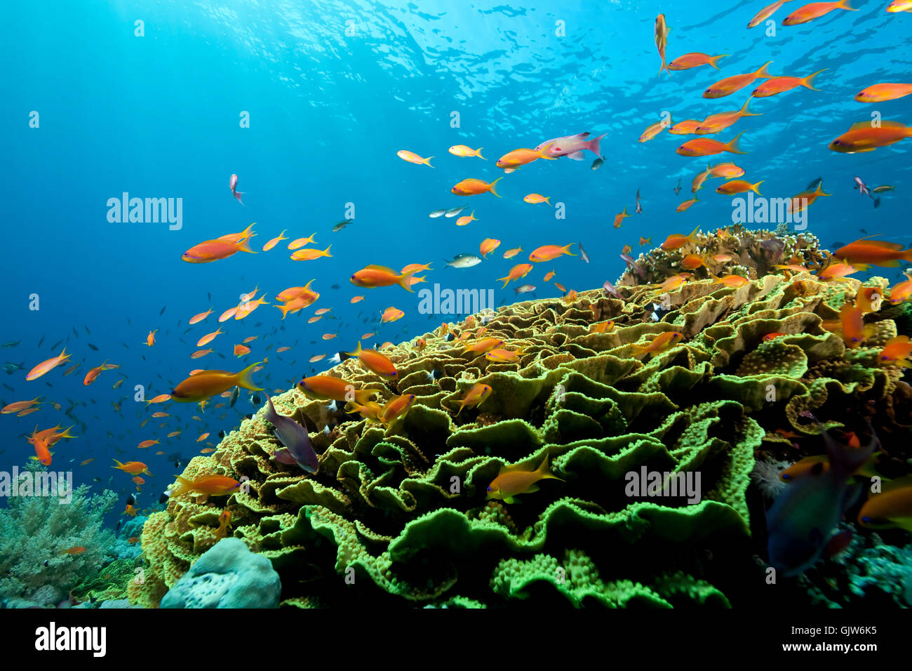 blue shine shines Stock Photo - Alamy