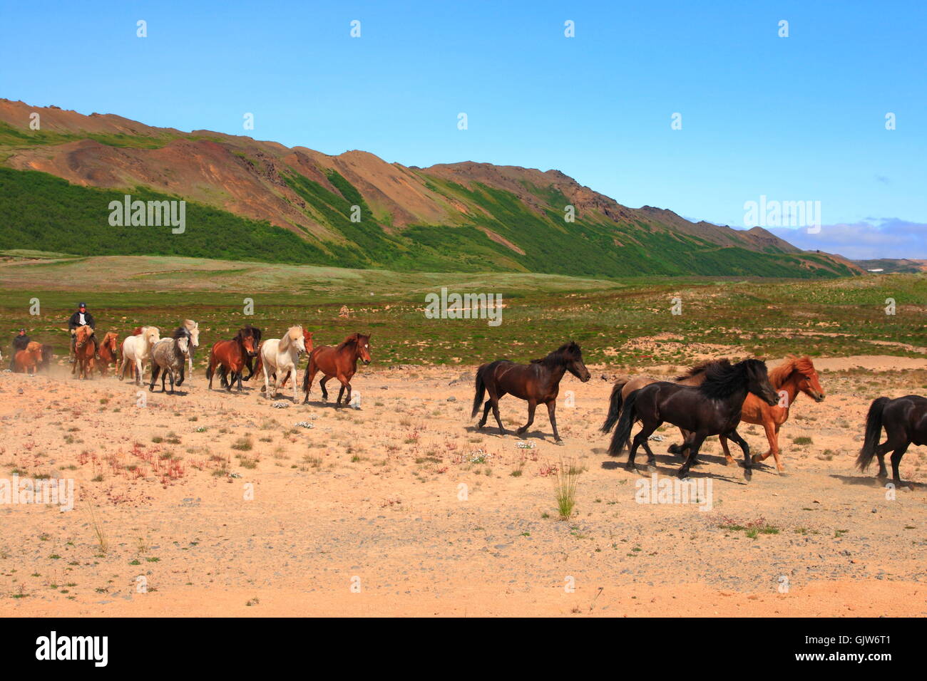 horse animal gallop Stock Photo - Alamy