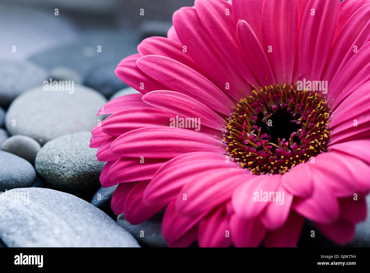 still life flower plant Stock Photo - Alamy