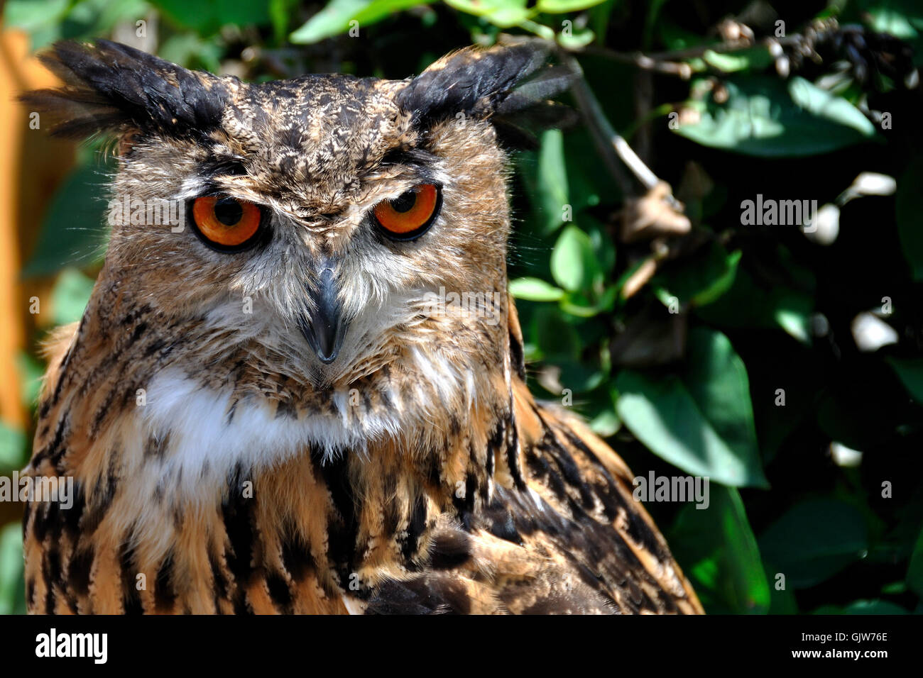 Owls eyes hi-res stock photography and images - Alamy