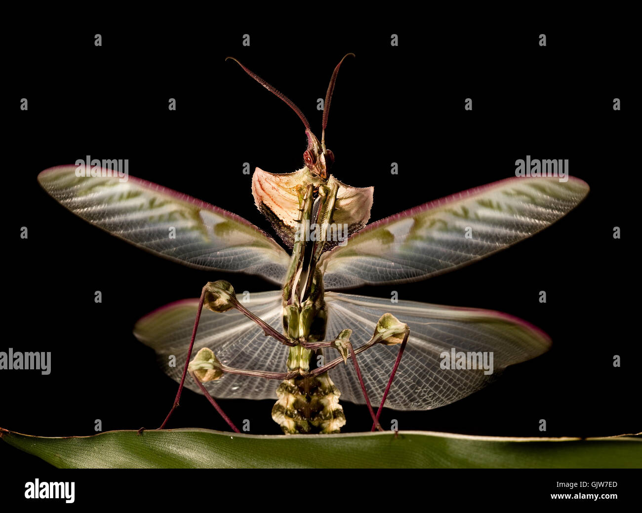 Bandit eyes hi-res stock photography and images - Alamy