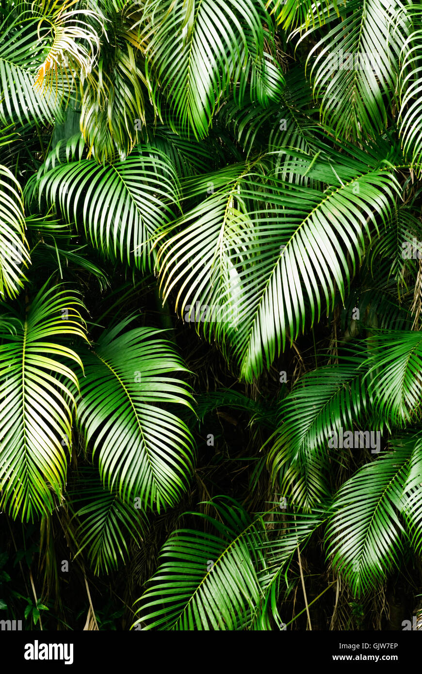leaf tree jungle Stock Photo - Alamy