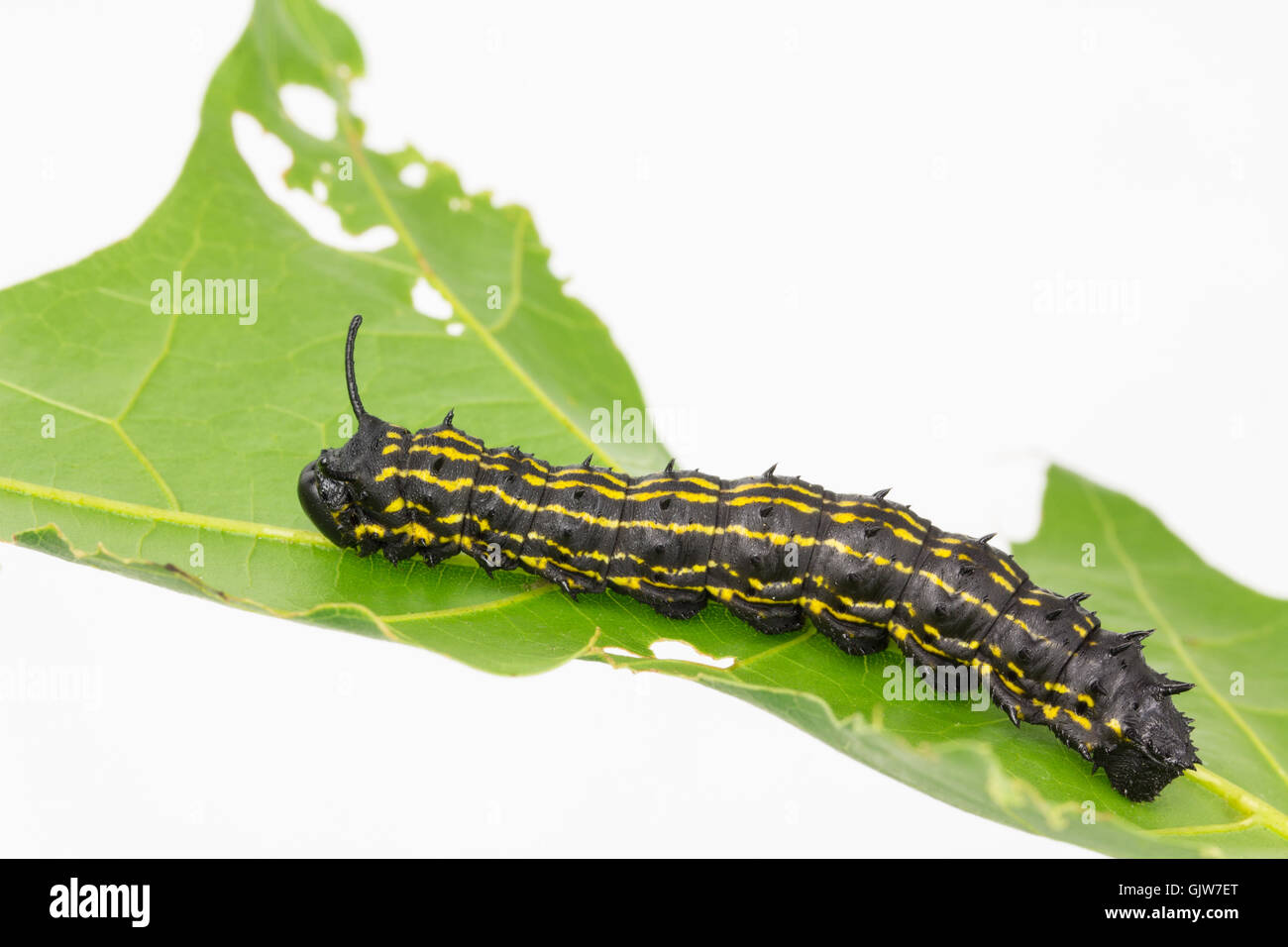 Anisota senatoria or Anisota peigleri, striped oakworm close-up, on oak ...