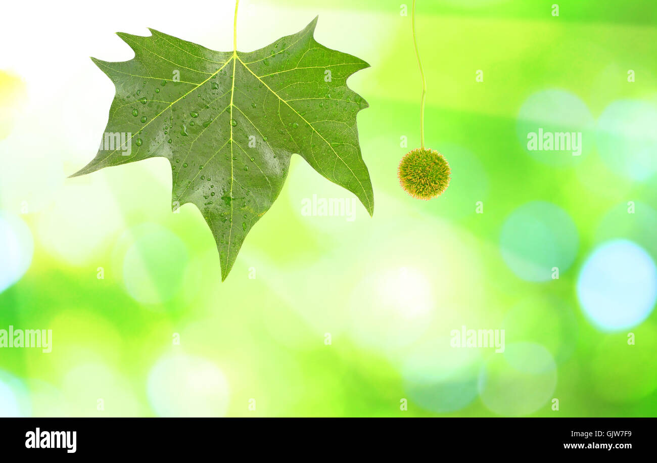 Spring fruhling hi-res stock photography and images - Alamy