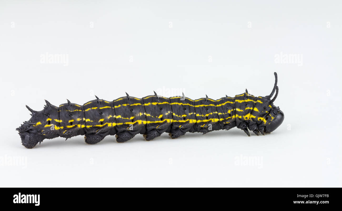 Anisota senatoria or Anisota peigleri, striped oakworm close-up, on ...