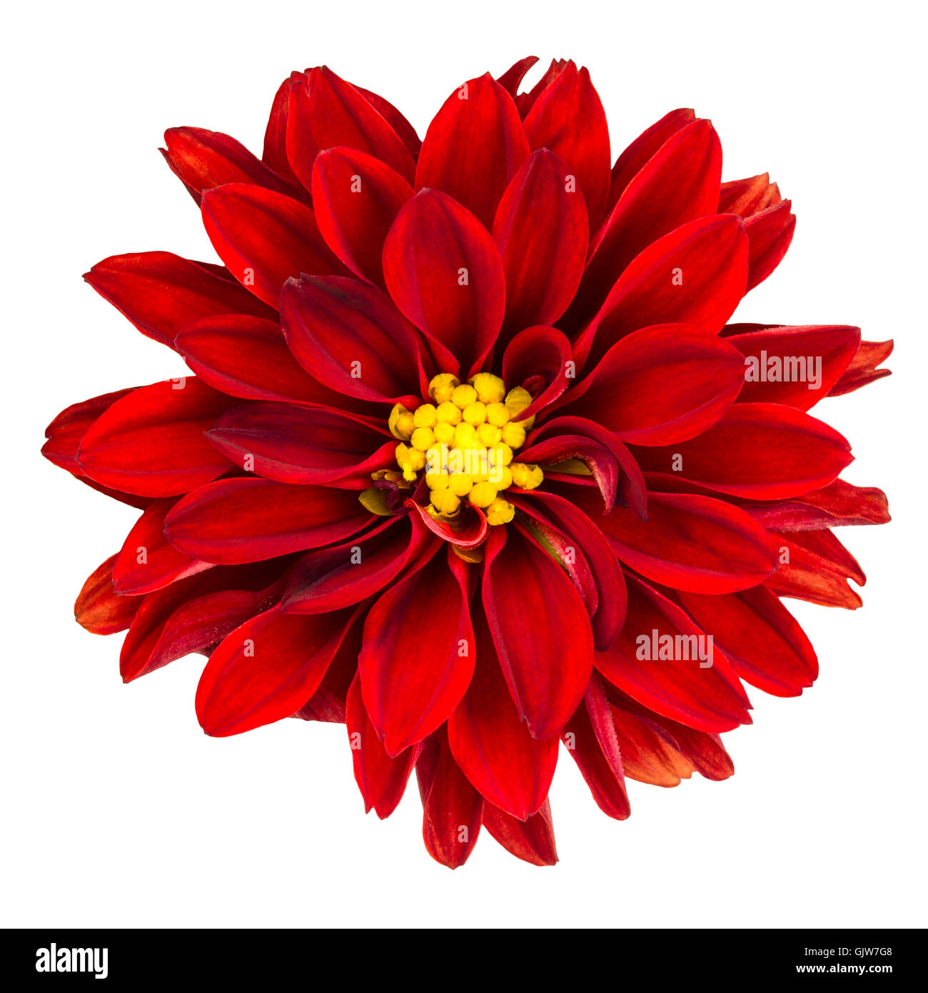 Close-up of red dahlia flower isolated on white background Stock Photo ...