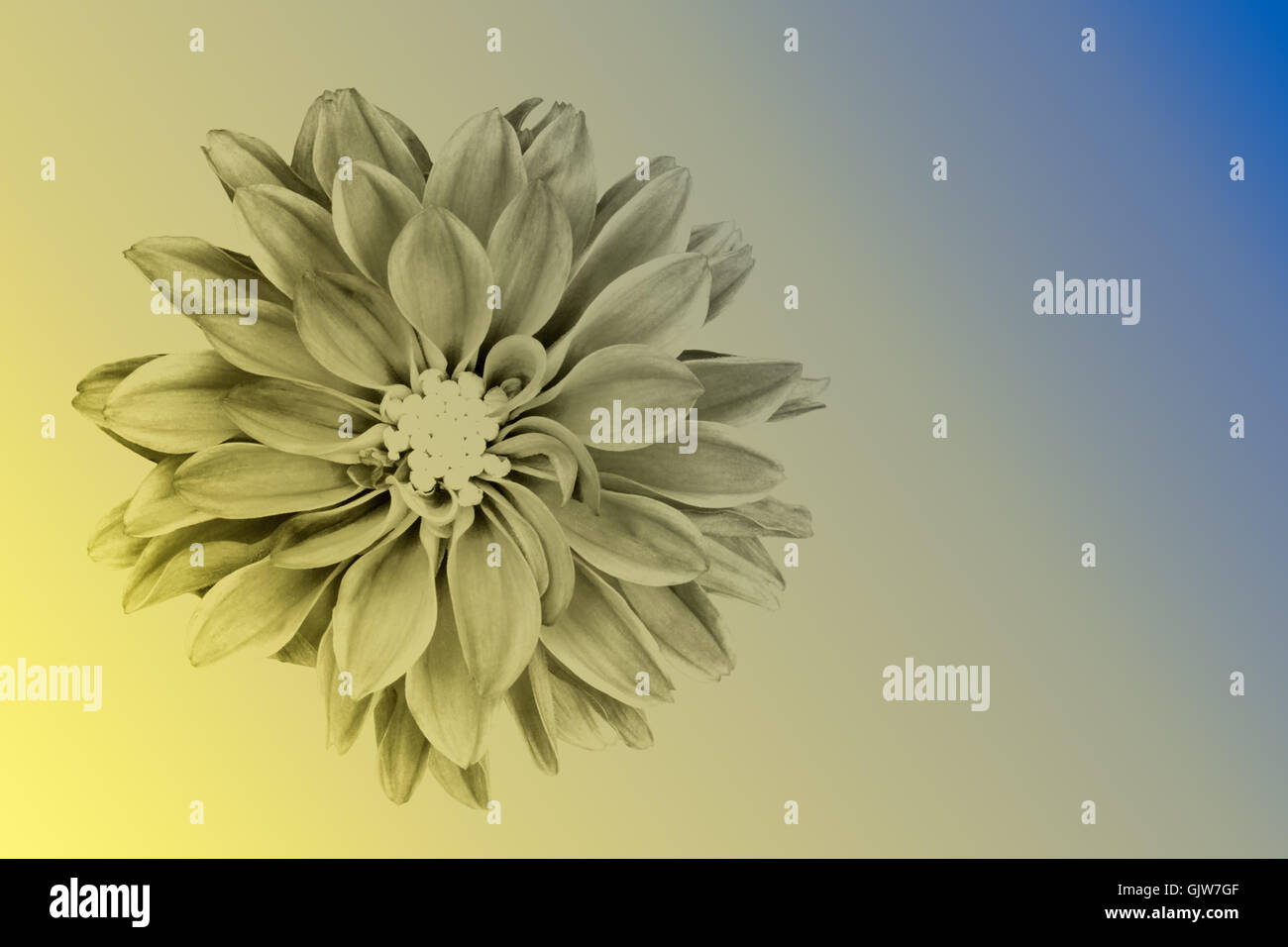 Black and white dahlia close up with a blue and yellow gradient Stock ...