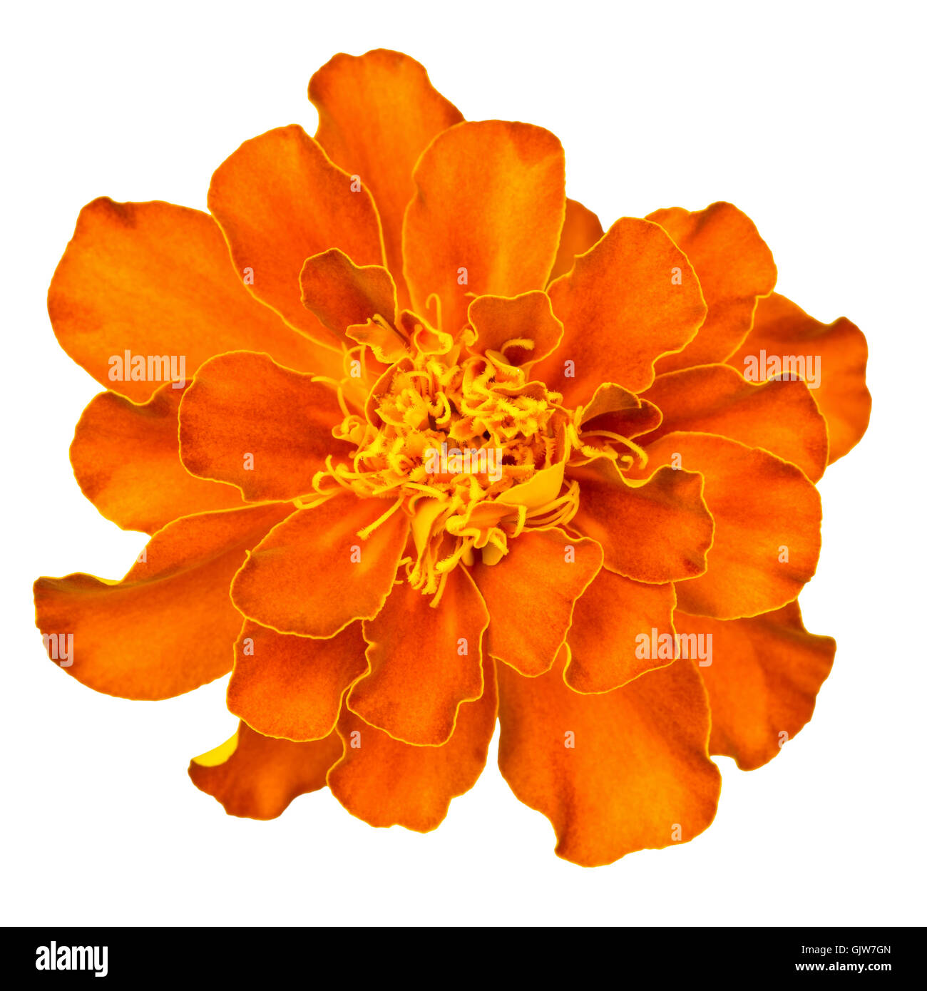 Petula petula flower hi-res stock photography and images - Alamy
