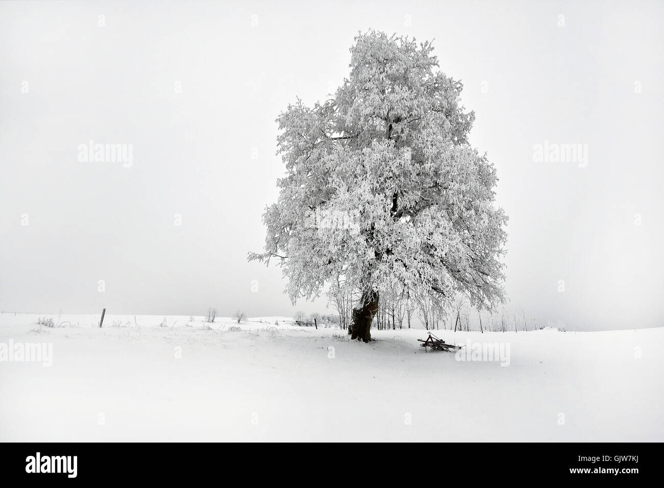 tree winter cold Stock Photo - Alamy