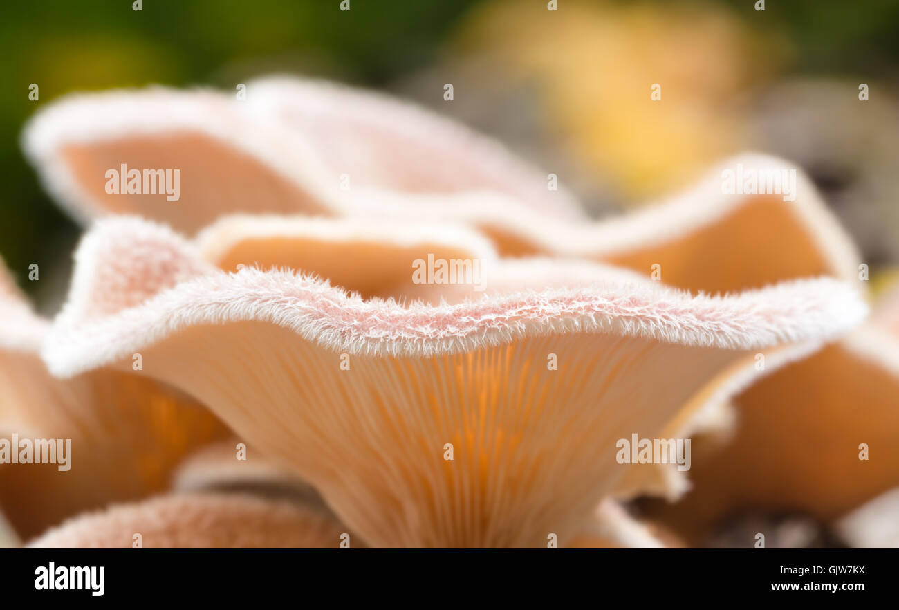 Close up of young hairy toadstool fungi glowing in sunlight, growing on ...