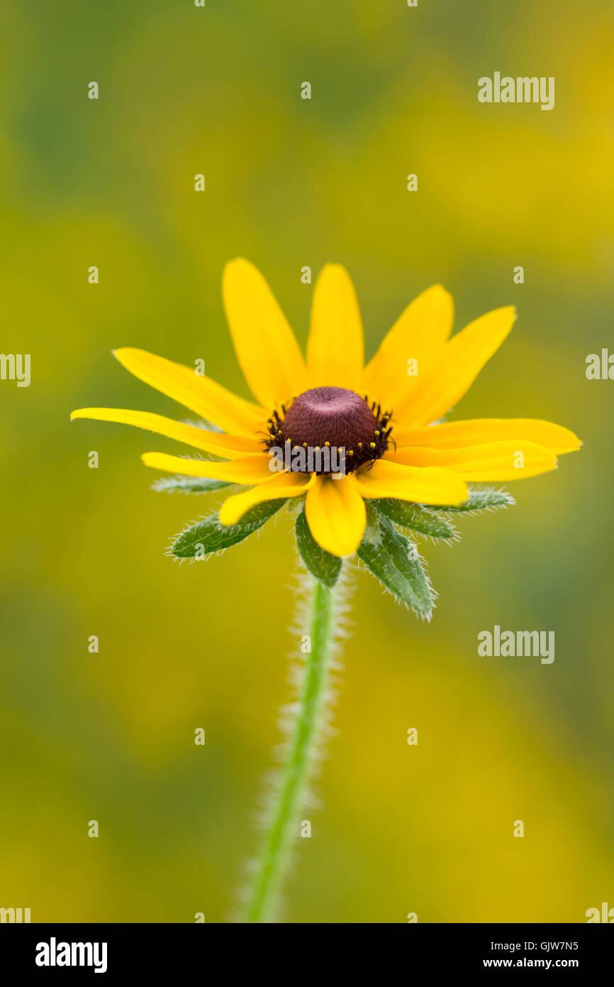 Close-up of wild flower Rudbeckia hirta, aka Black Eyed Susan, against ...