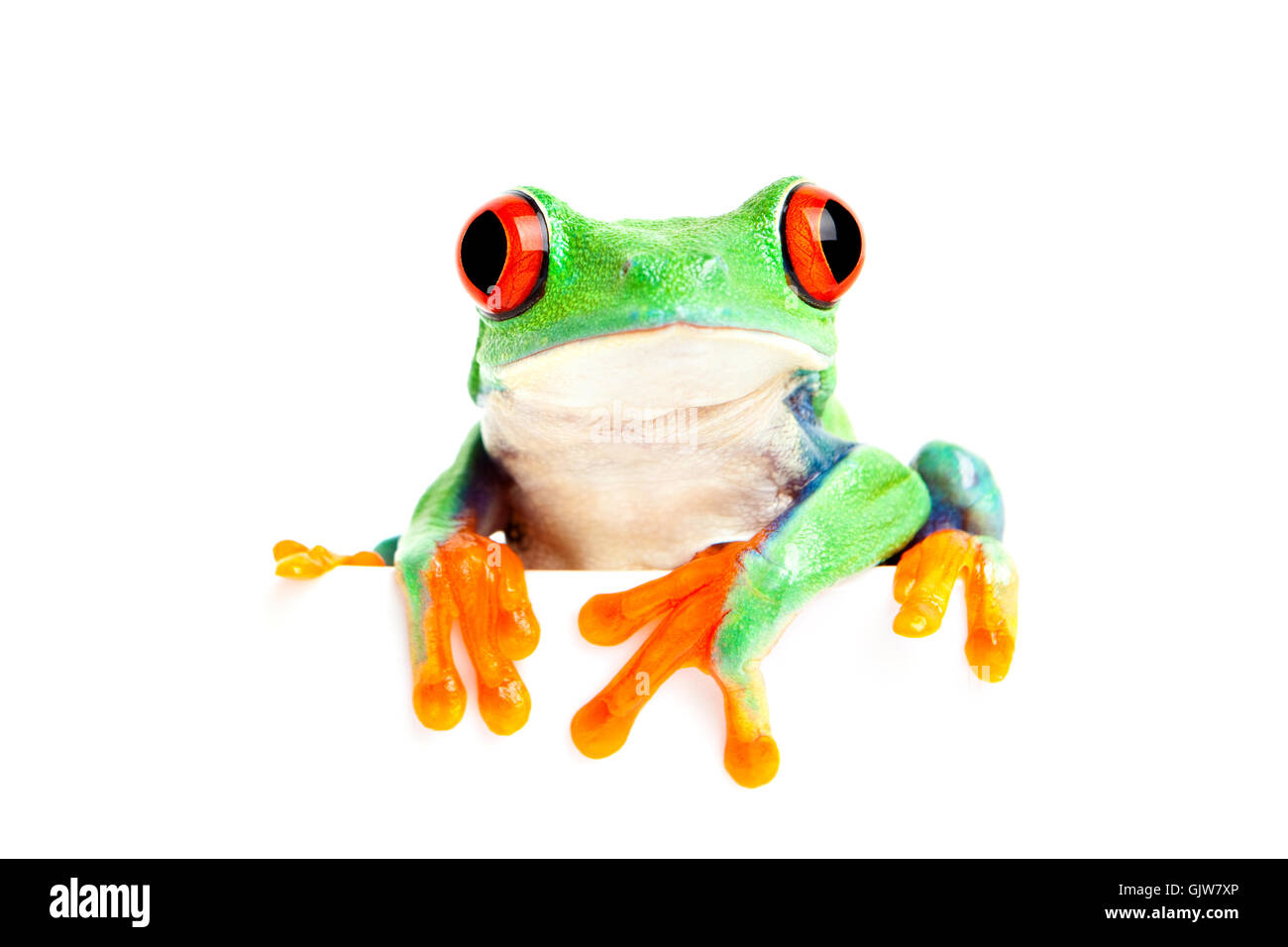 Cute frog sitting green Cut Out Stock Images & Pictures - Alamy