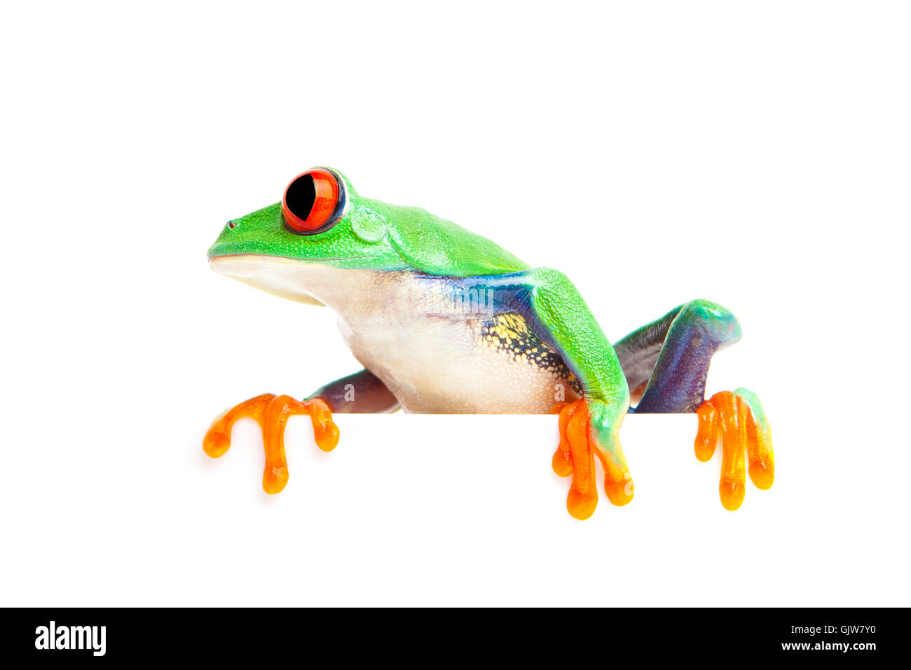 Green frog with orange feet hi-res stock photography and images - Alamy