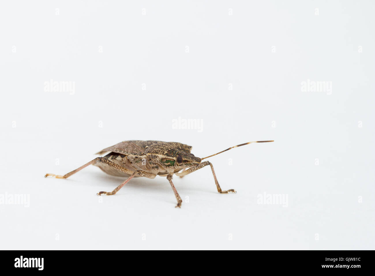 Close-up of brown Marmorated Stink Bug on white paper, found in North ...