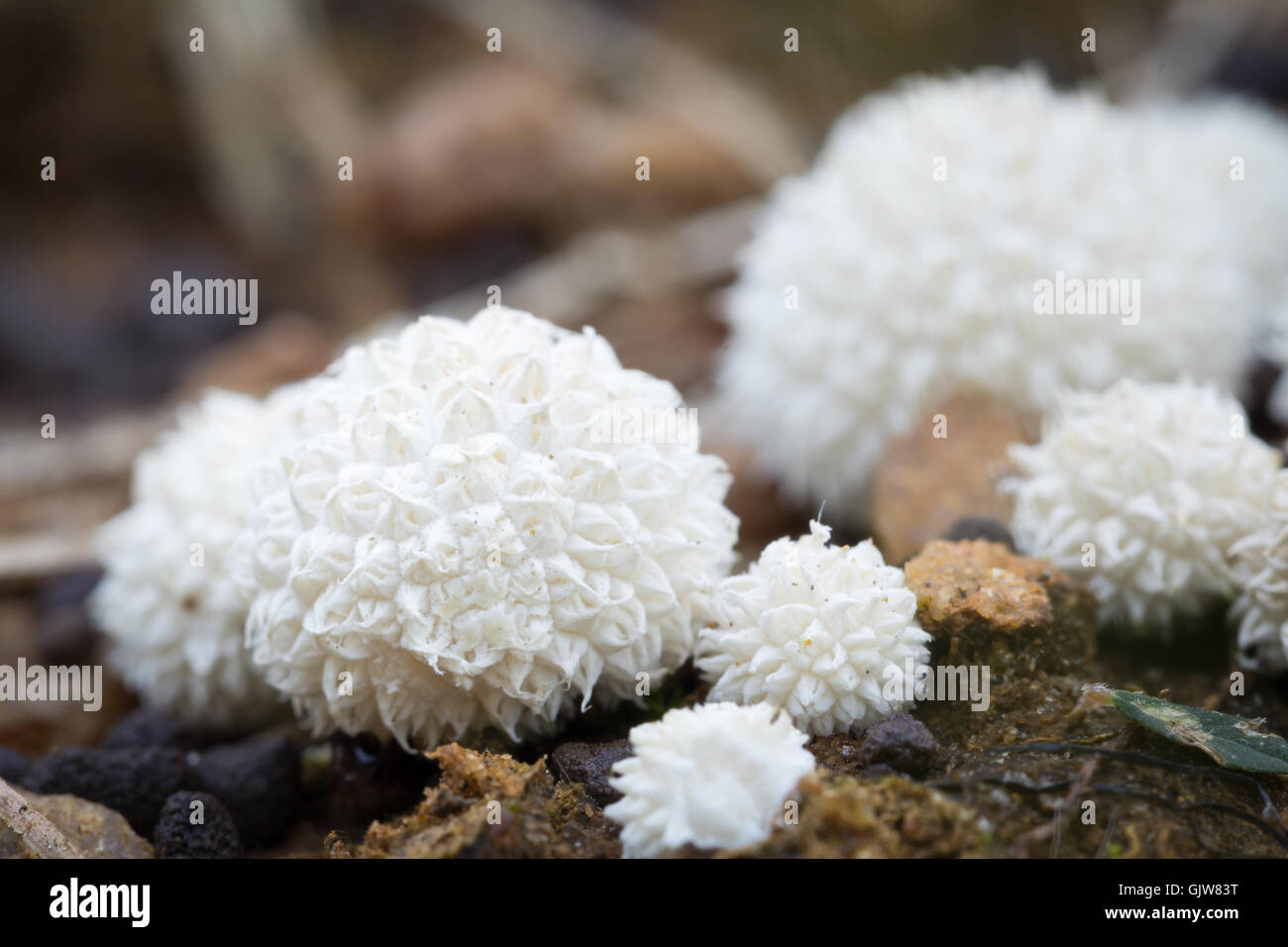 Miniature spiked puffball cluster, likely Vascellum curtisii Stock ...