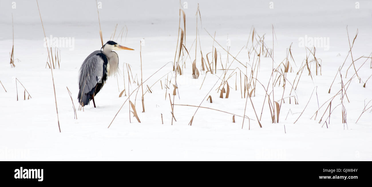 Wait birds hi-res stock photography and images - Alamy