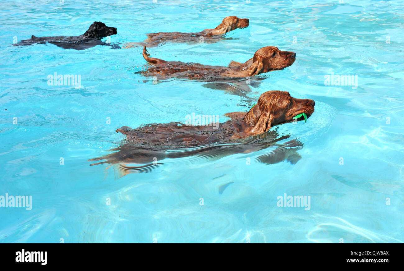 Dog swimming hi-res stock photography and images - Alamy