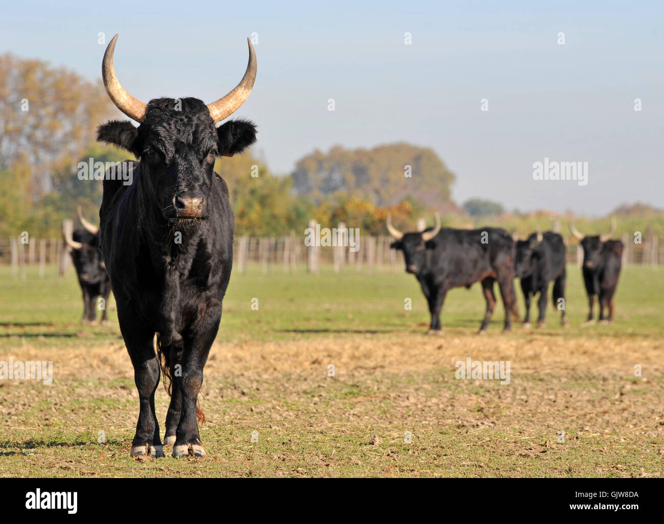 Bull farm camargue hi-res stock photography and images - Alamy
