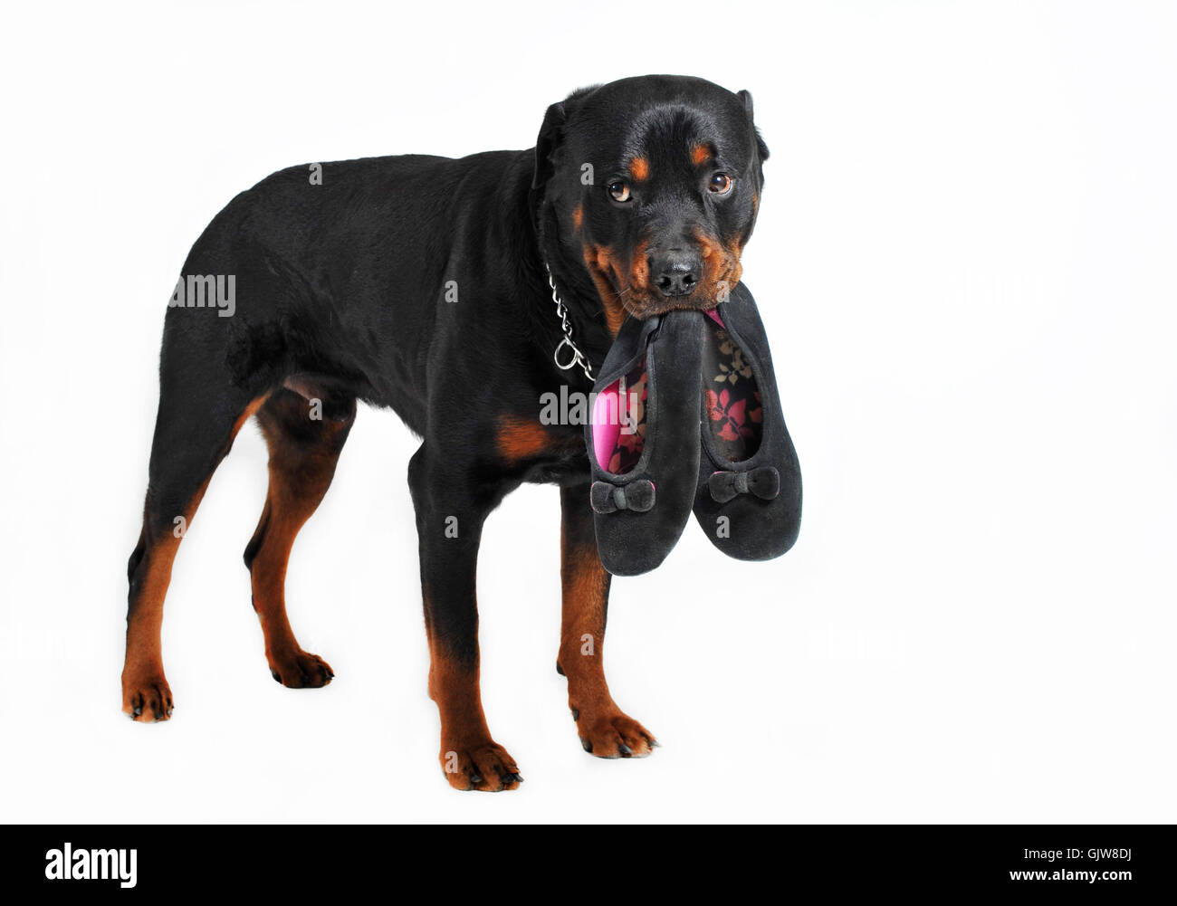 Pet dog obedience Cut Out Stock Images & Pictures - Alamy