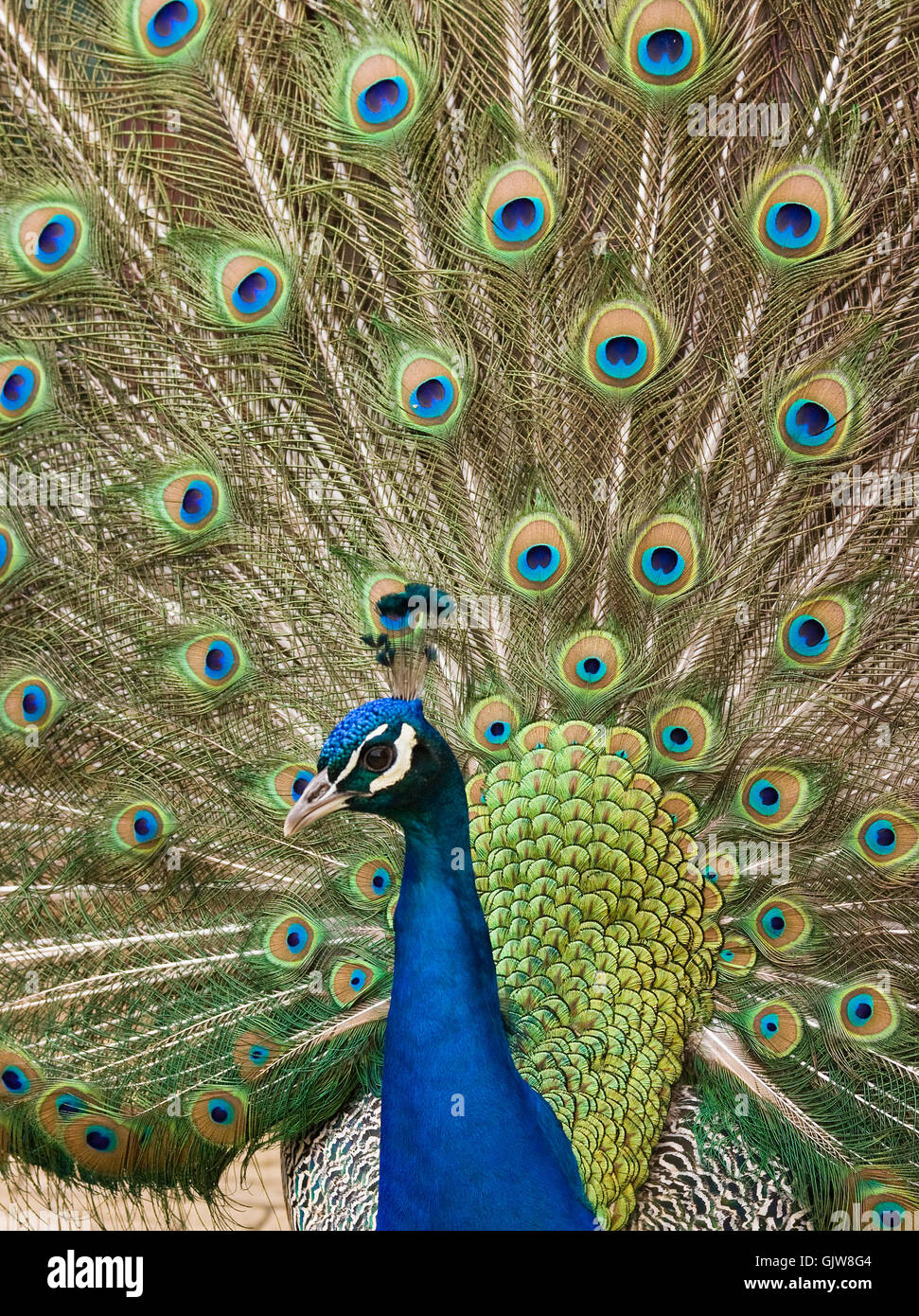 blue animal bird Stock Photo - Alamy