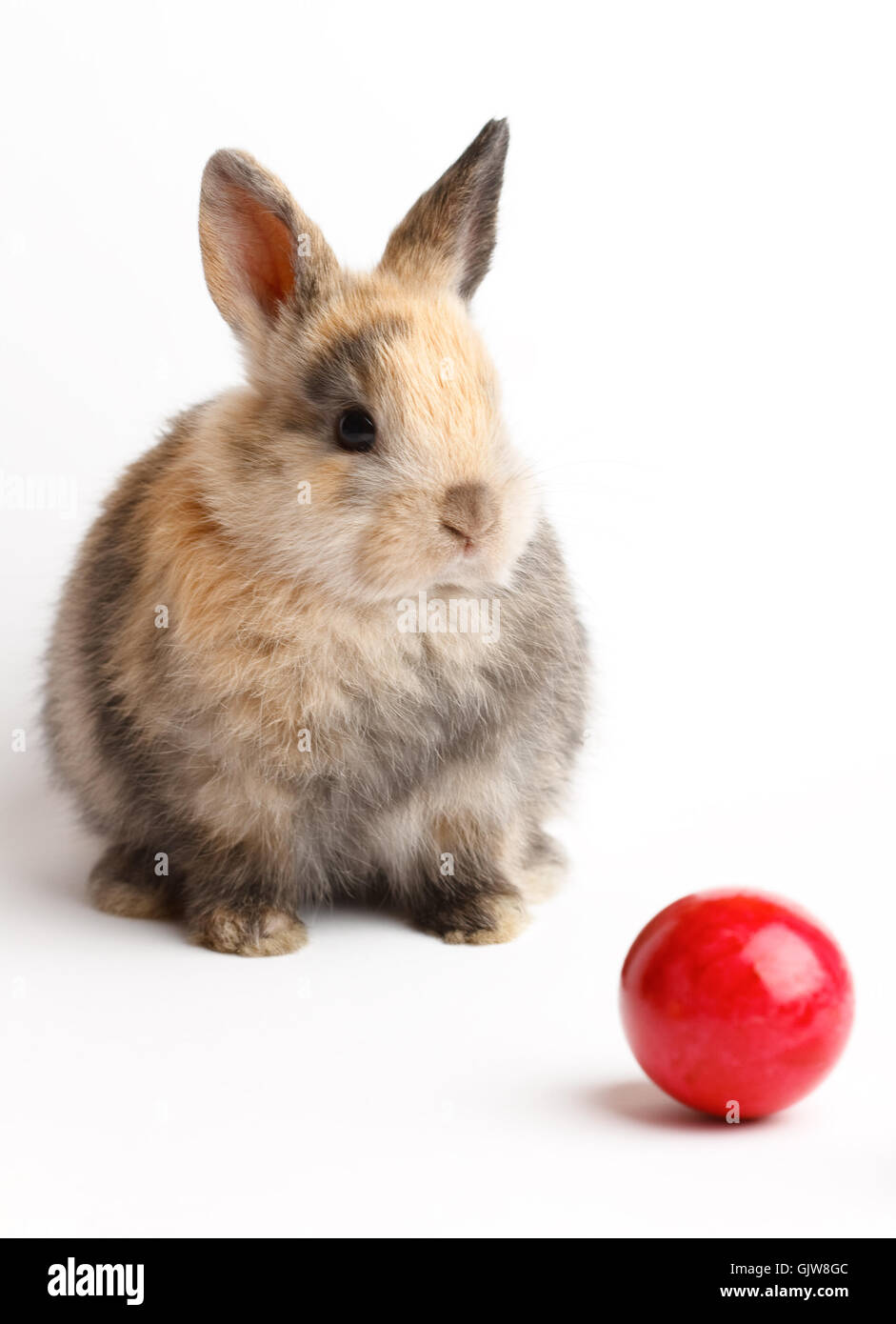 Easter bunny ears red hi-res stock photography and images - Alamy