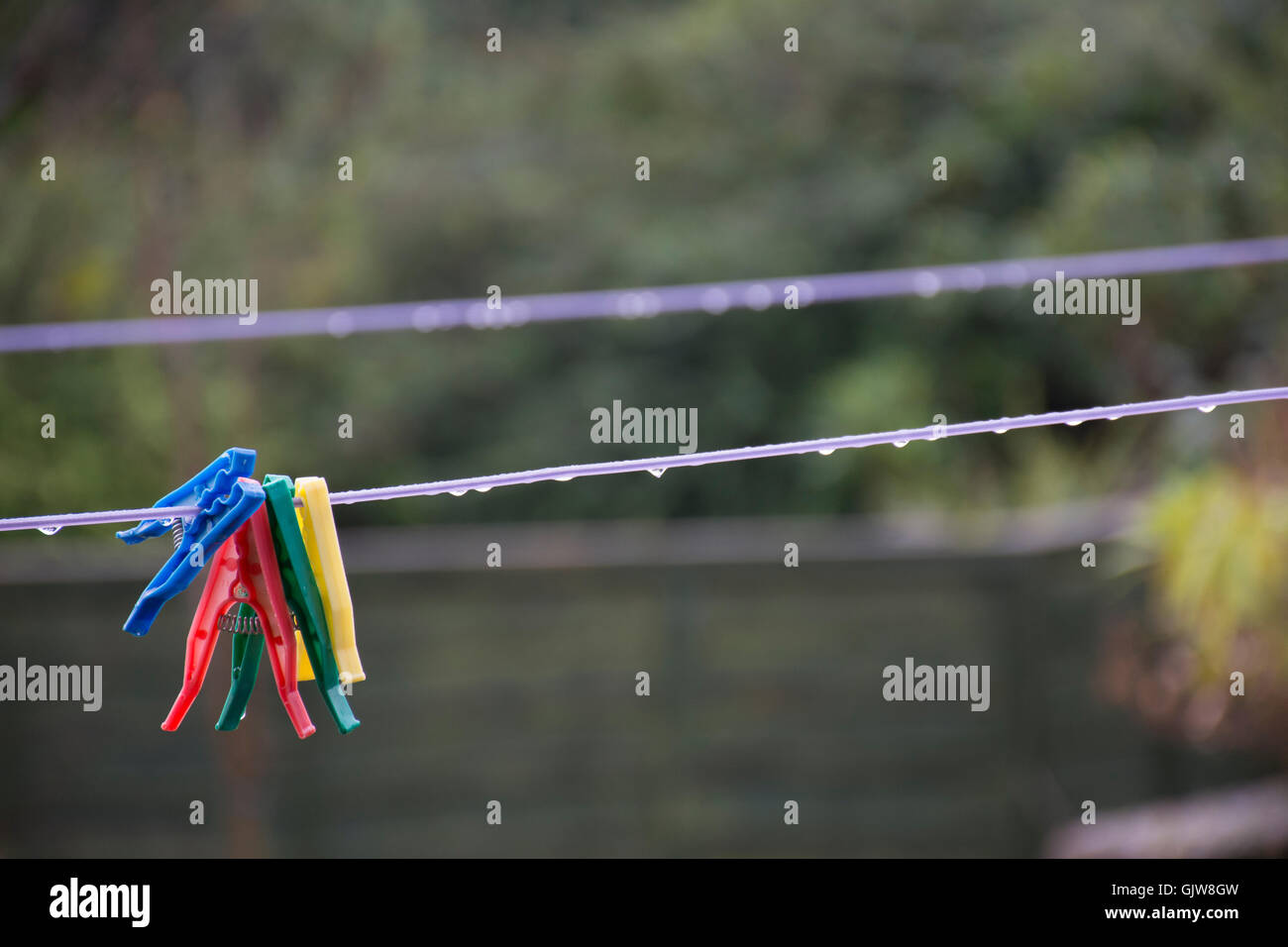 A bunch of brightly coloured clothes pegs on a wet washing line Stock ...