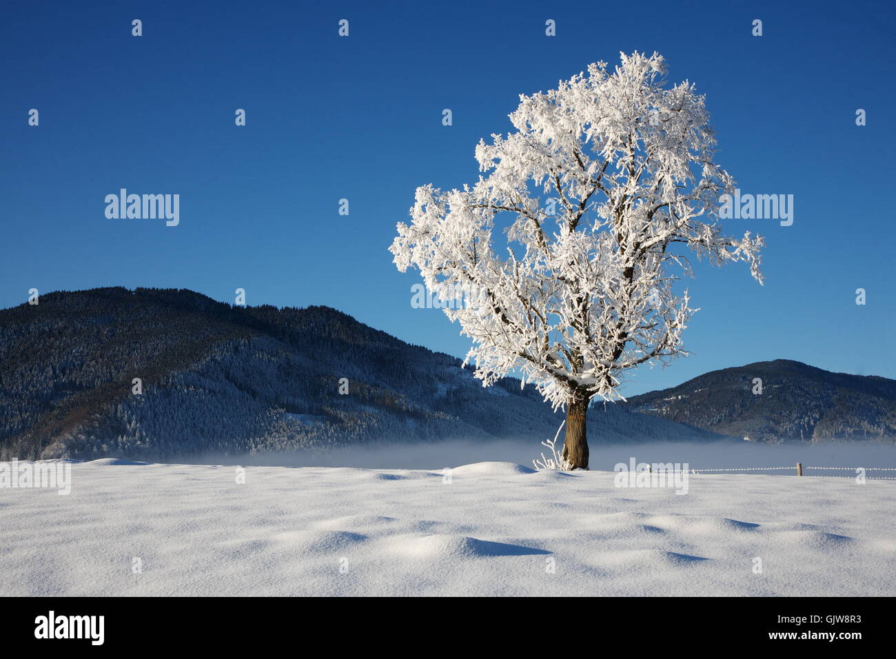 Field elm hi-res stock photography and images - Alamy