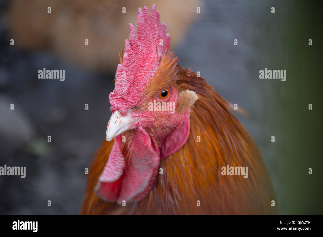 An angry looking hen Stock Photo - Alamy