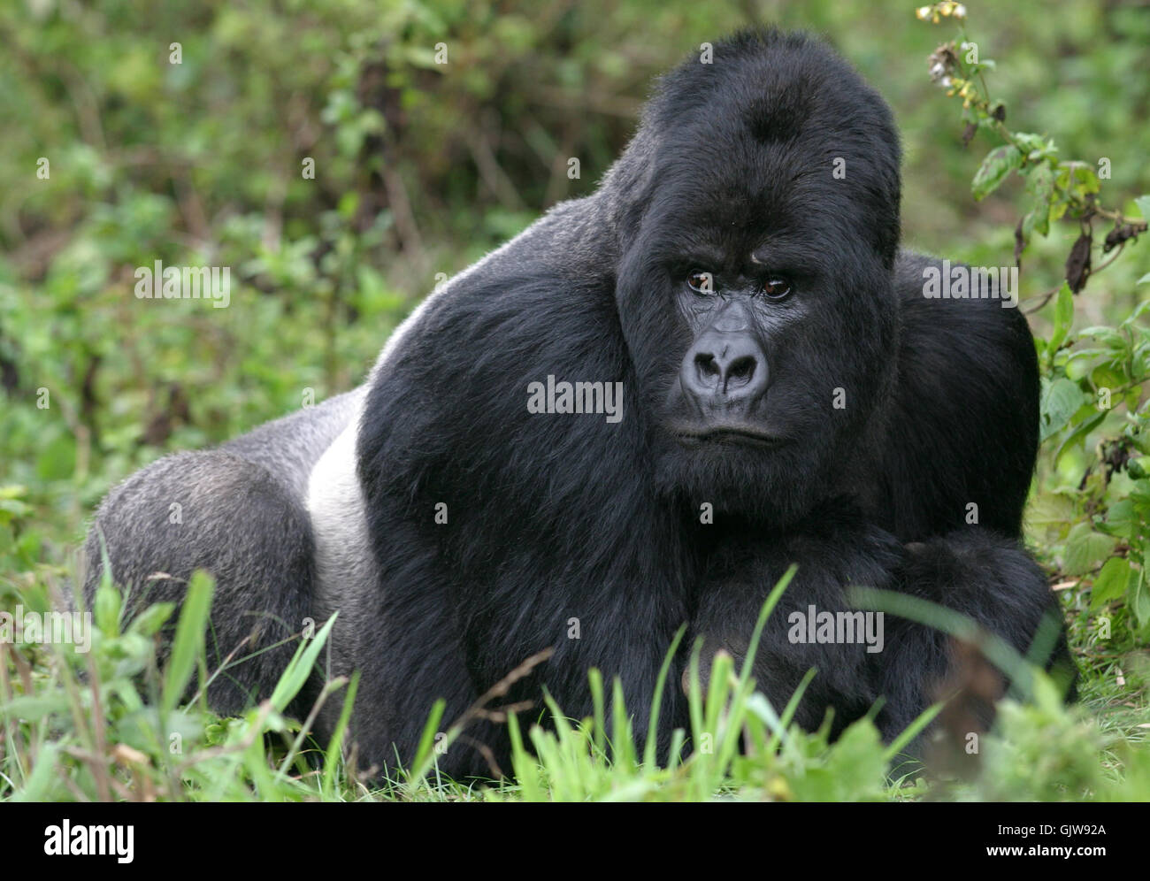 Africa border hi-res stock photography and images - Alamy