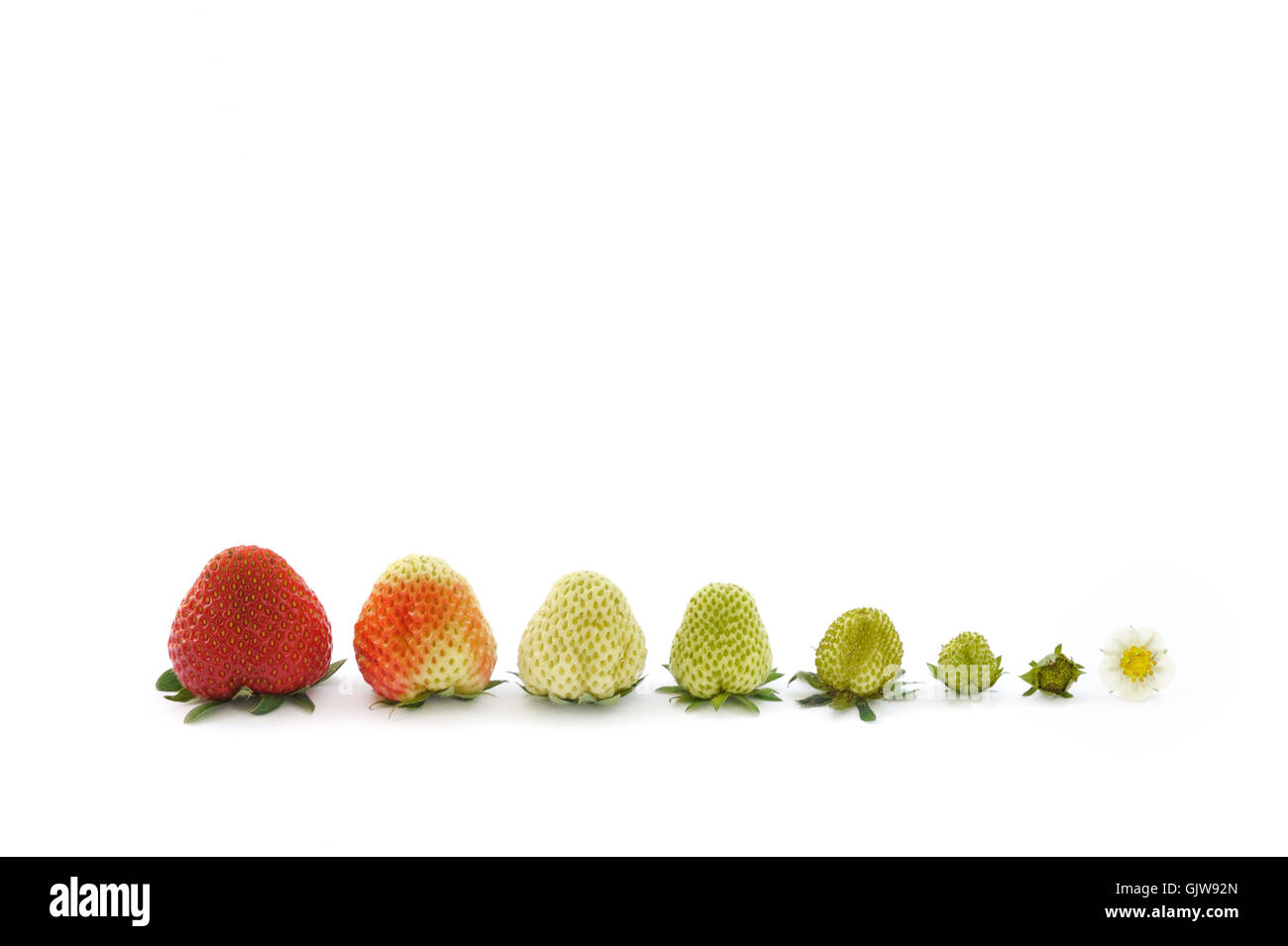 isolated ripe fruit Stock Photo - Alamy