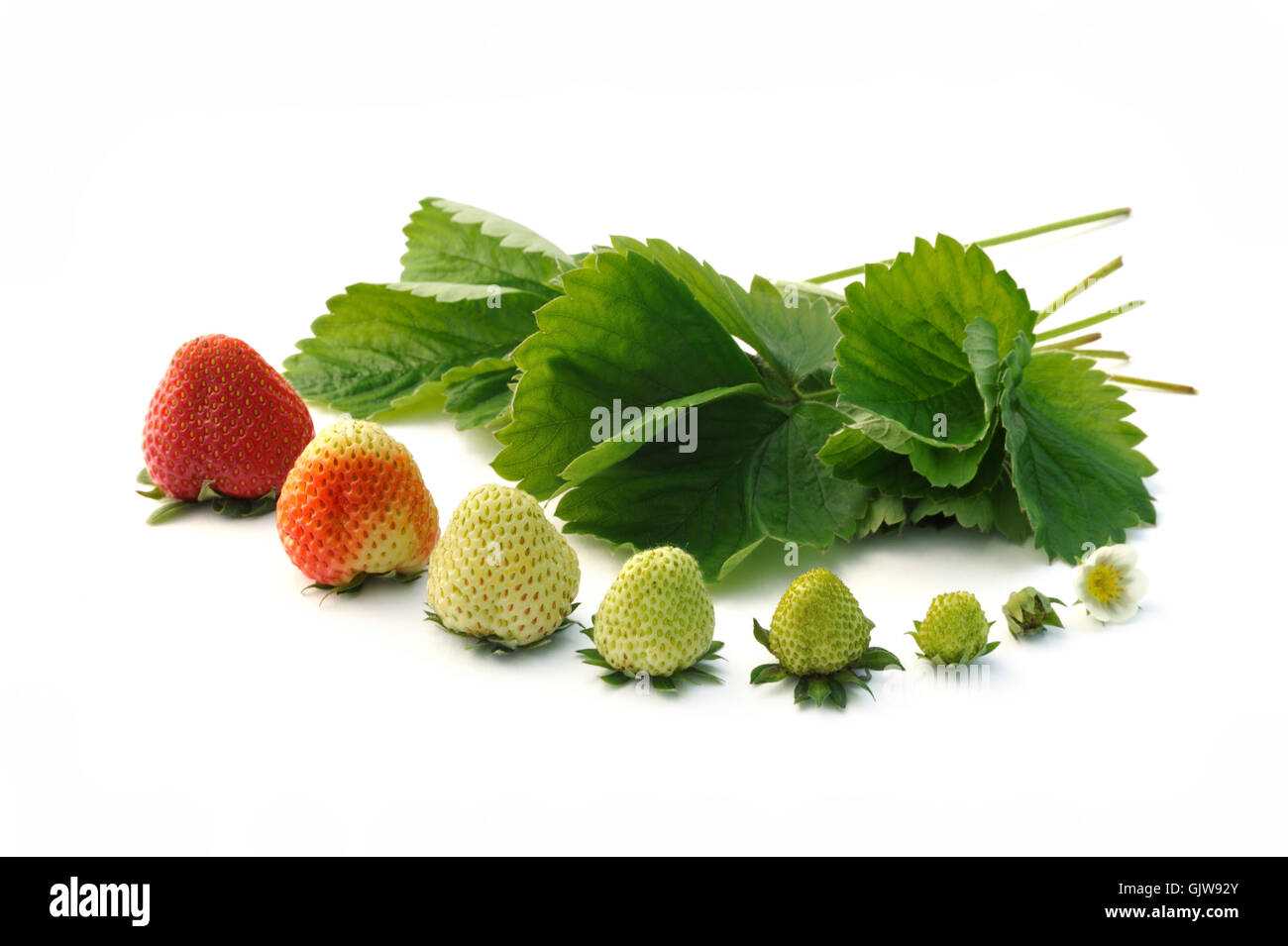 Stadium fruit hi-res stock photography and images - Alamy