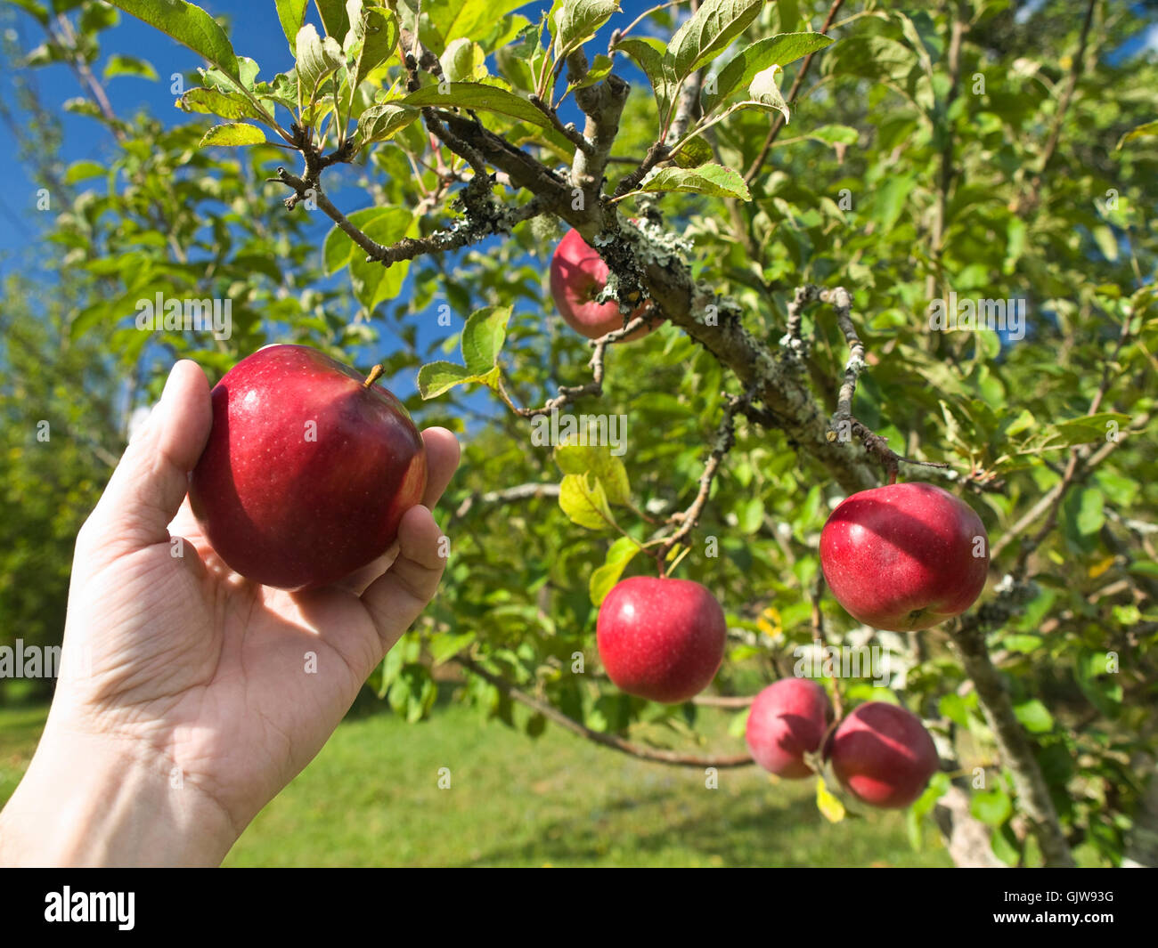 hand tree fruit Stock Photo - Alamy