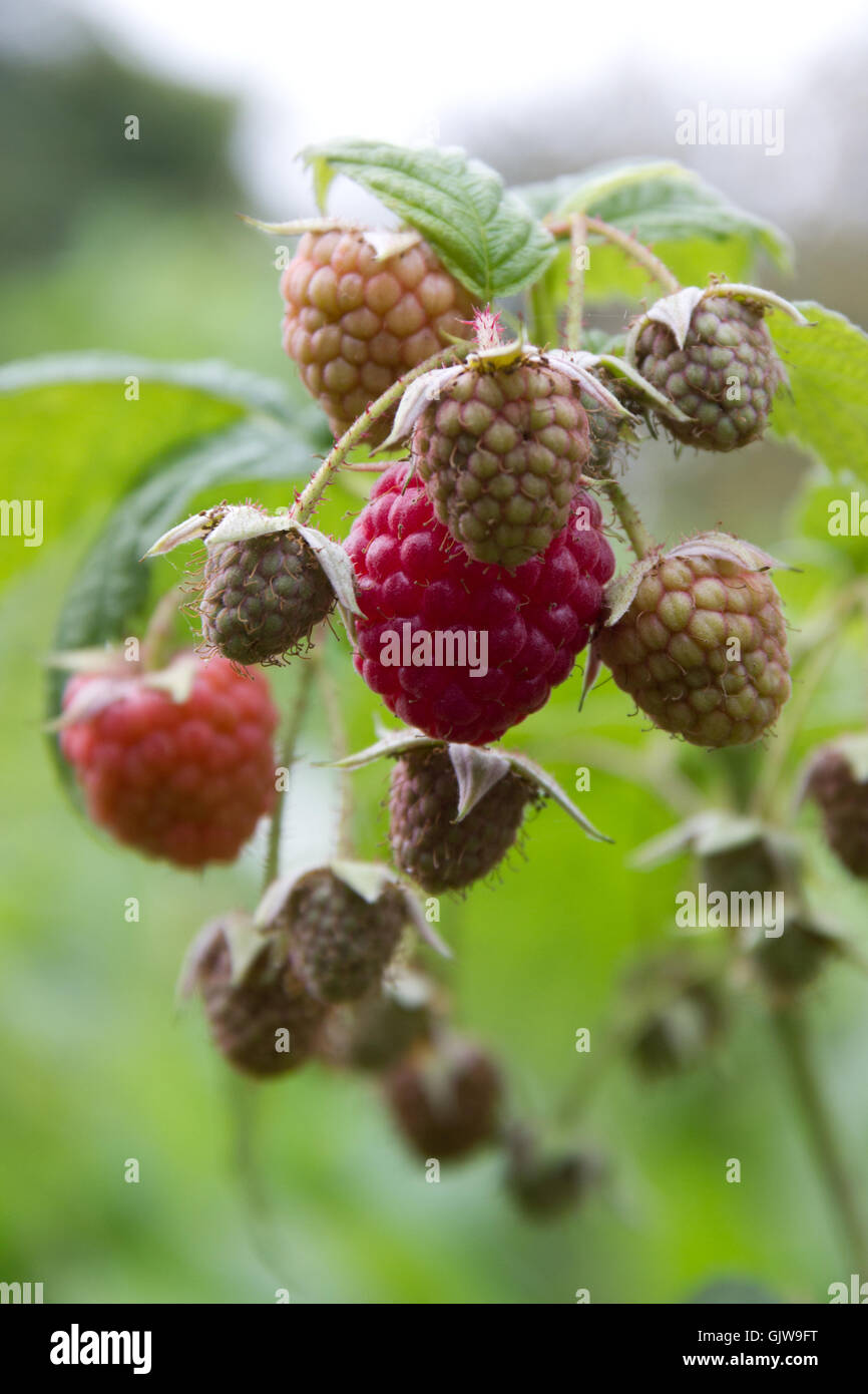 Growing raspberries hi-res stock photography and images - Alamy