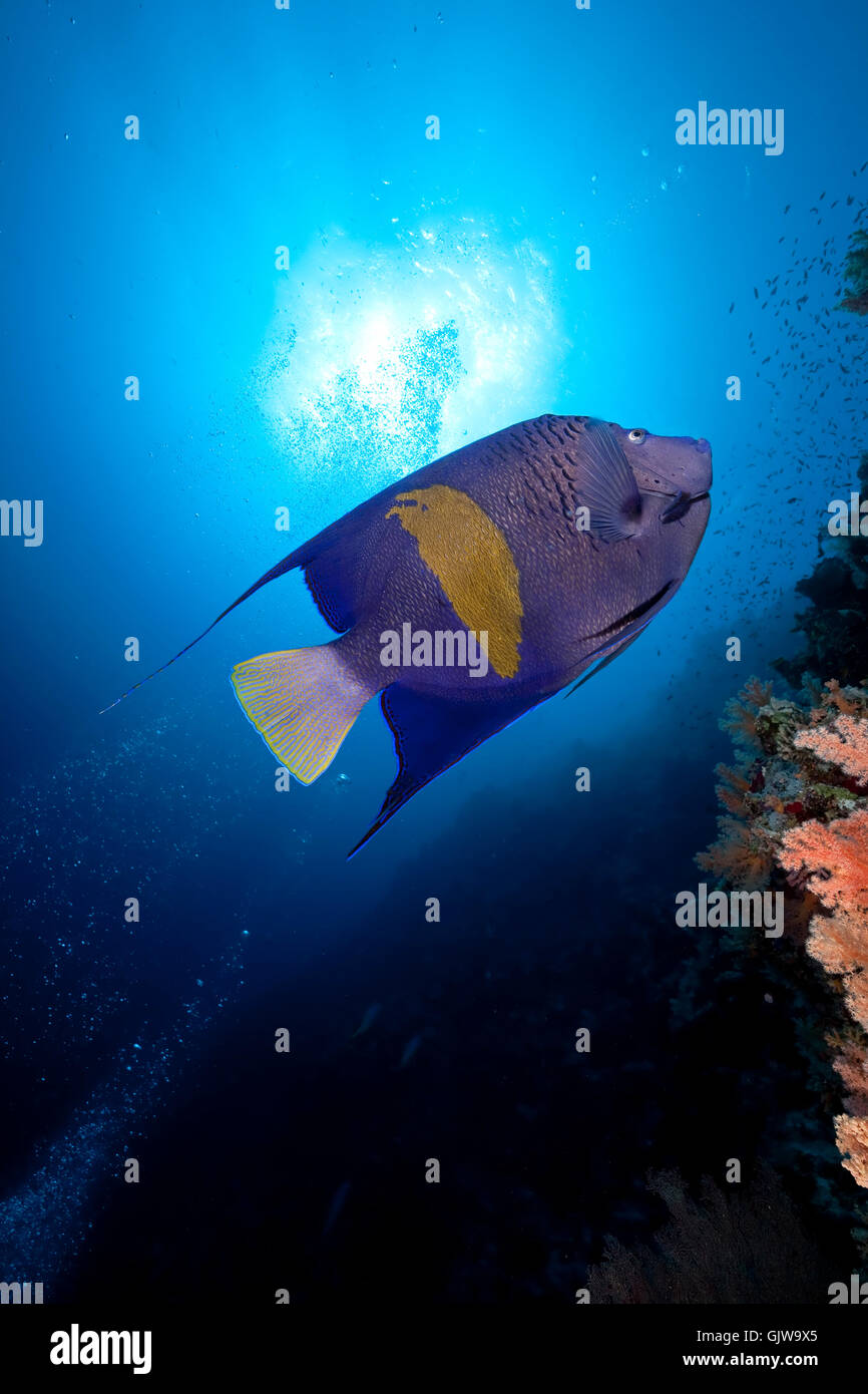 Yellowbar angelfish coral reef hi-res stock photography and images - Alamy