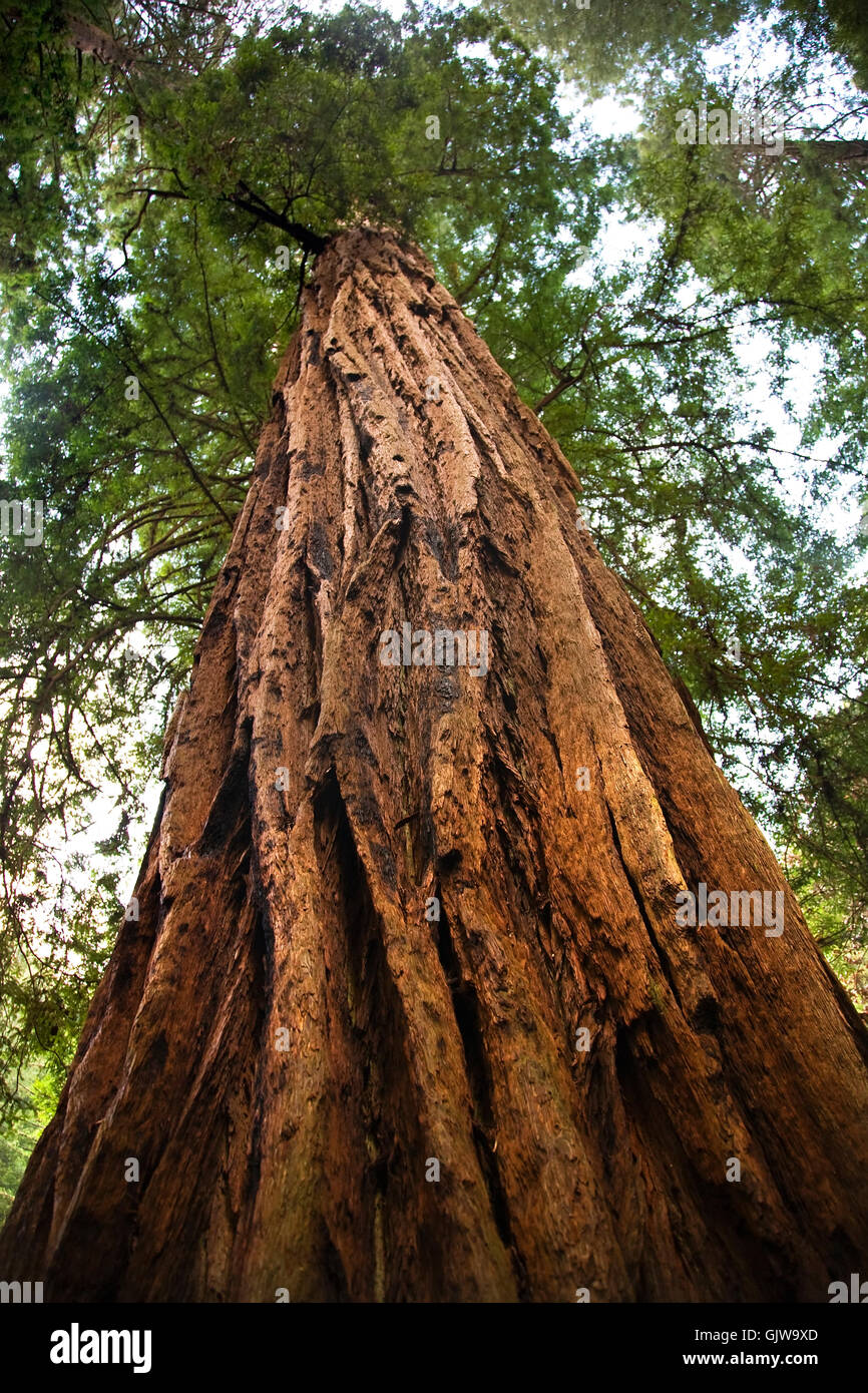 tree trees redwood Stock Photo - Alamy